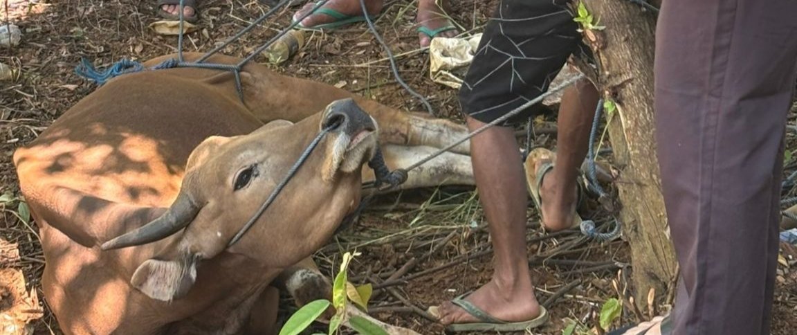 PT. CLM Berkurban Sebanyak 6 Ekor Sapi dan Dibagikan ke Masyarakat Binaan